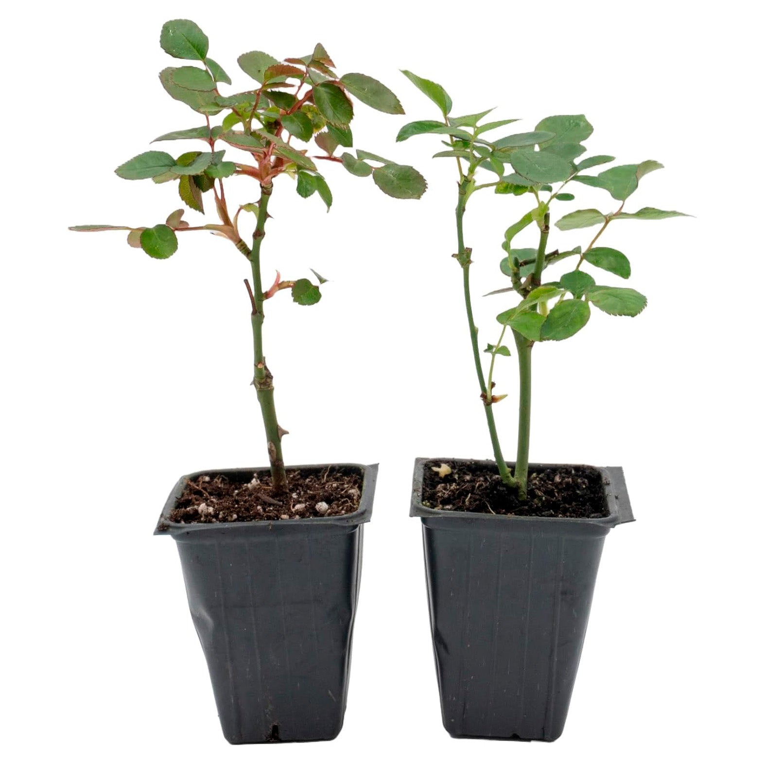 "Flower Carpet Red" Rose | Live Plant in 2.5 Inch Nursery Cube | Rosa ...