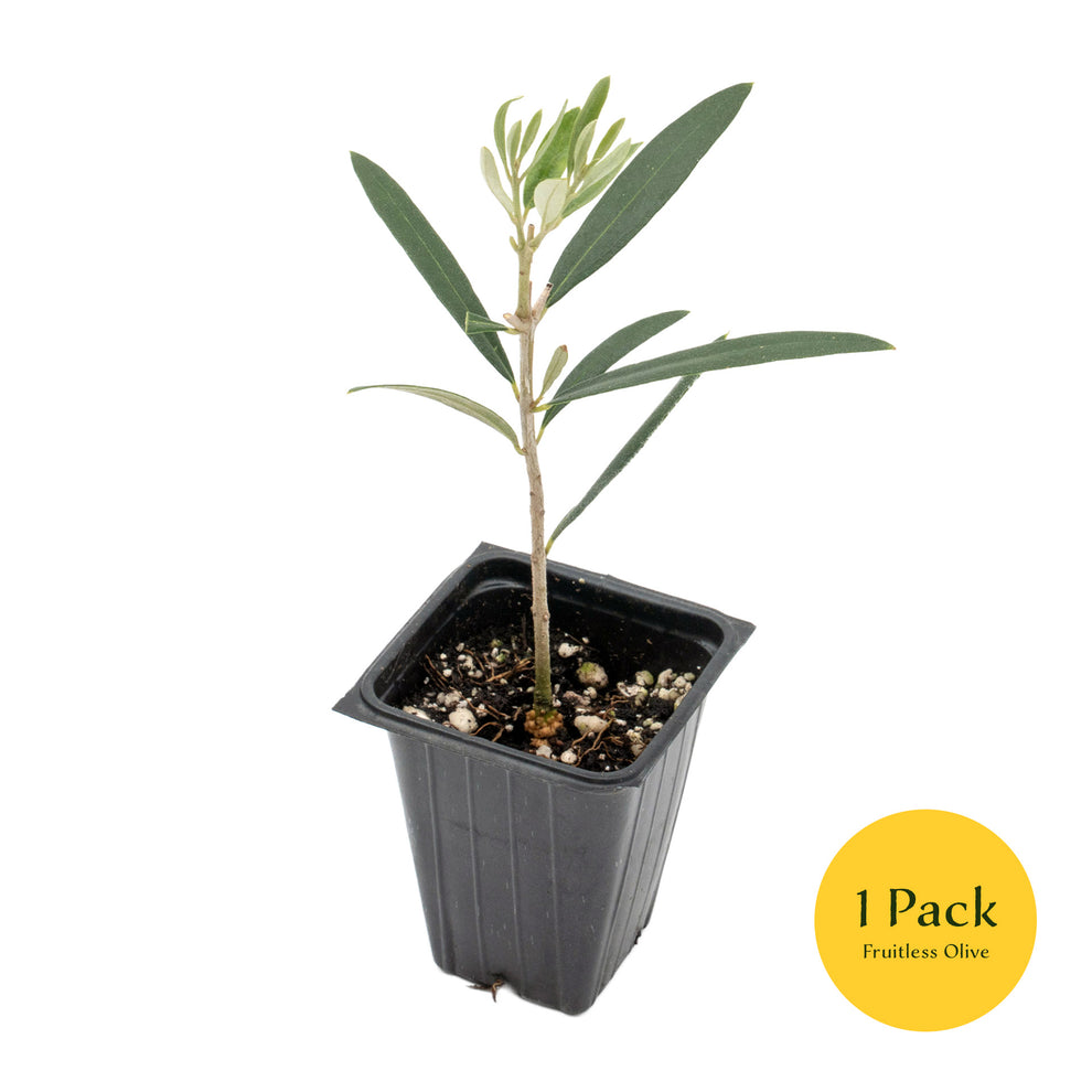 Fruitless Olive Tree | Live Sapling in 2.5 Inch Nursery Cube | Olea Eu ...